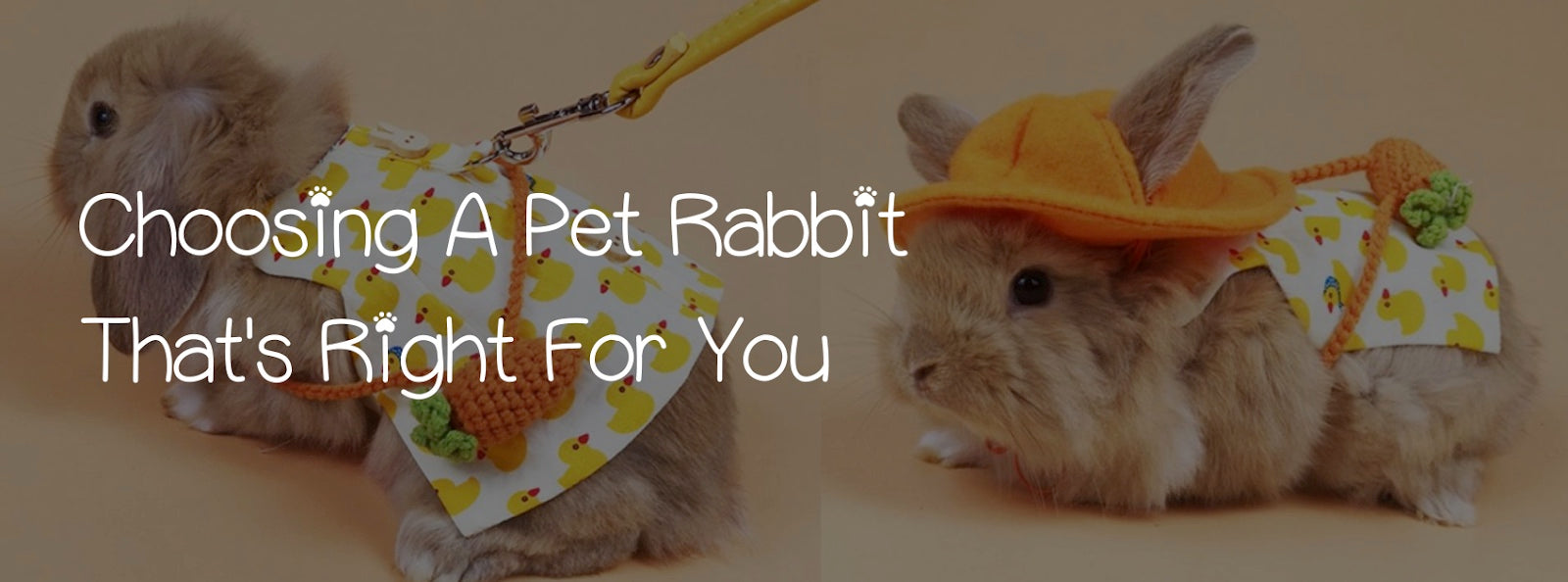 CHOOSING A PET RABBIT THAT'S RIGHT FOR YOU – Healthy Animals 4Ever