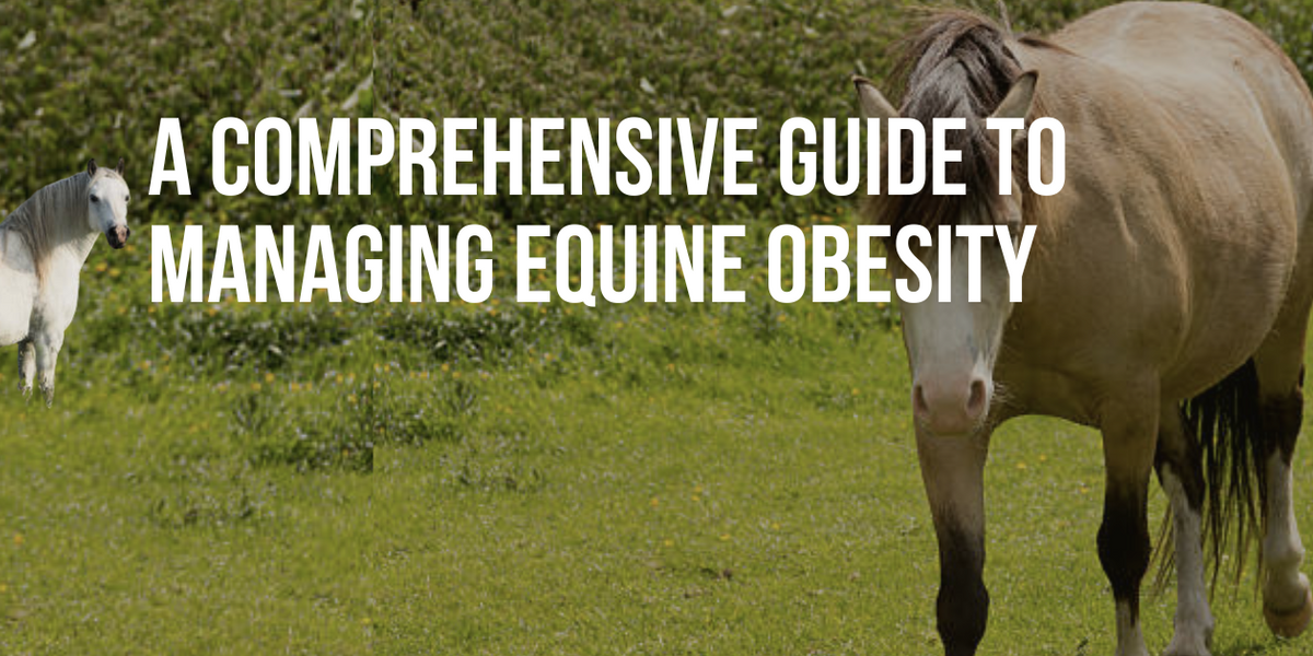 A Comprehensive Guide to Managing Equine Obesity — Healthy Animals 4Ever