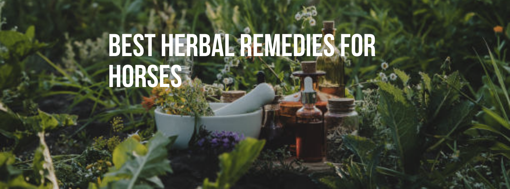 Herbal Remedies for Horses - Top Picks – Healthy Animals 4Ever