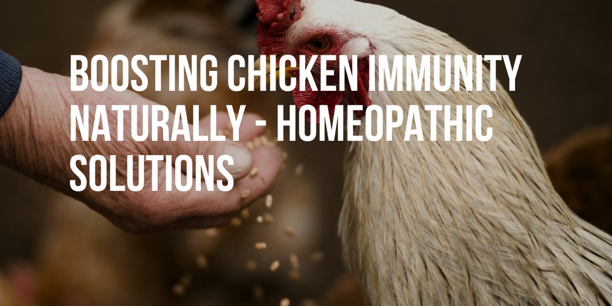 Boosting Chicken Immunity Naturally - Homeopathic Solutions — Healthy ...