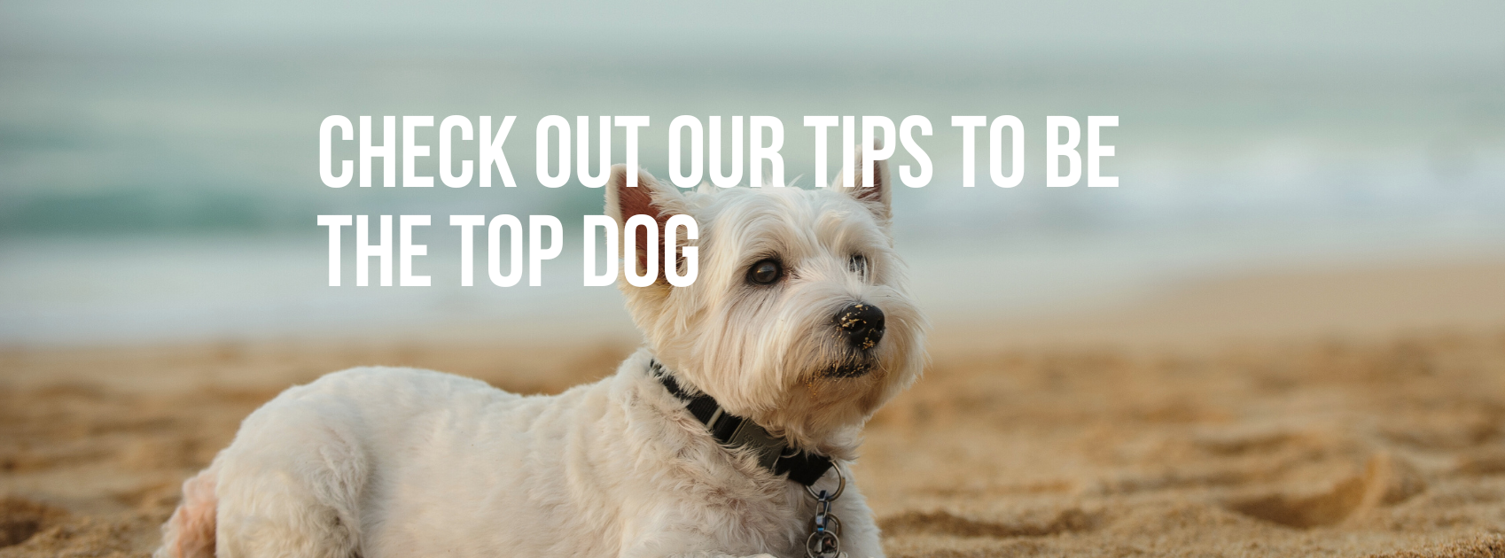 CHECK OUT OUR TIPS TO BE THE TOP DOG — Healthy Animals 4Ever