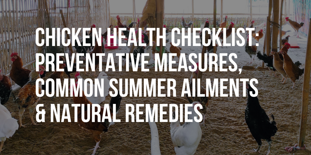Chicken Health Checklist: Preventative Measures, Common Summer Ailments ...