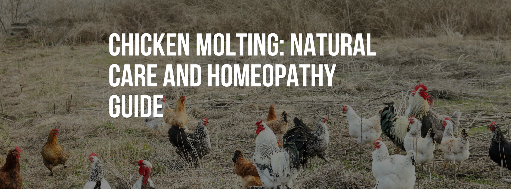 Chicken Molting: Natural Care and Homeopathy Guide – Healthy Animals 4Ever