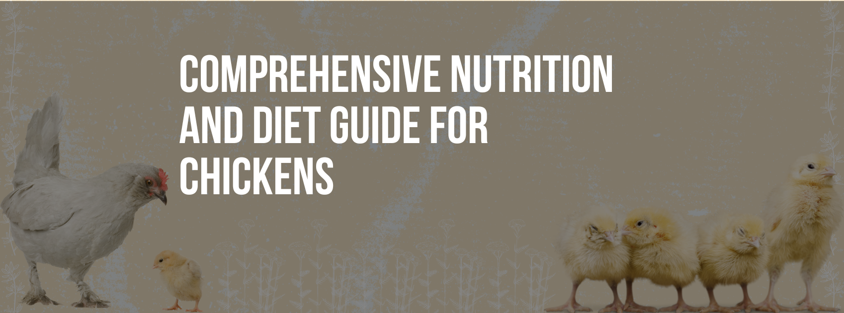 Comprehensive Nutrition and Diet Guide for Chickens – Healthy Animals 4Ever