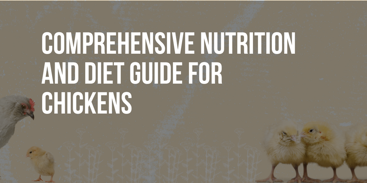 Comprehensive Nutrition and Diet Guide for Chickens — Healthy Animals 4Ever