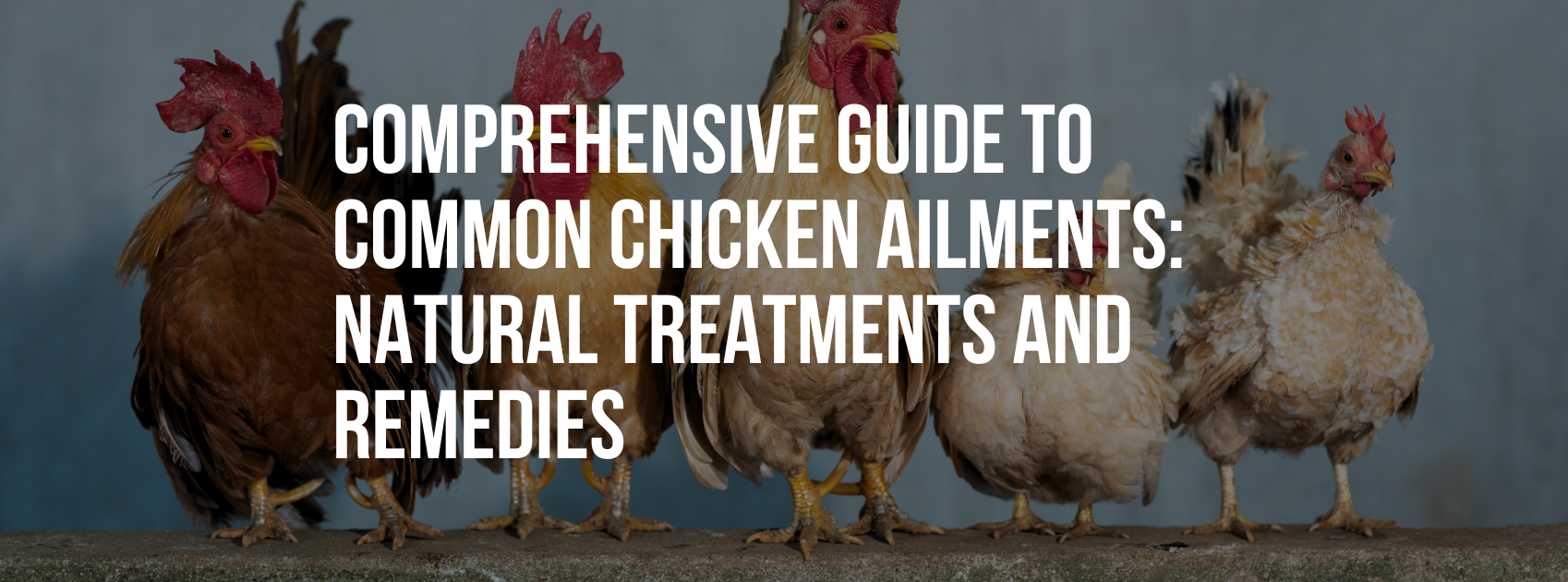 Common chicken ailments: Natural treatments and remedies – Healthy ...