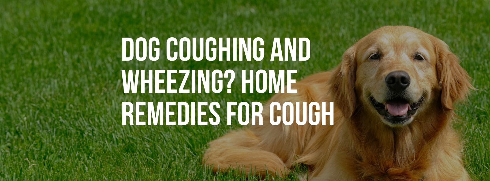 Dog Coughing and Wheezing? Home Remedies for Puppy Cough – Healthy ...