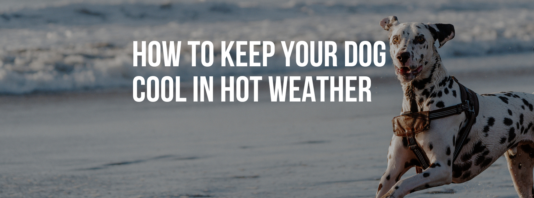 How to Keep Your Dog Cool in Hot Weather – Healthy Animals 4Ever
