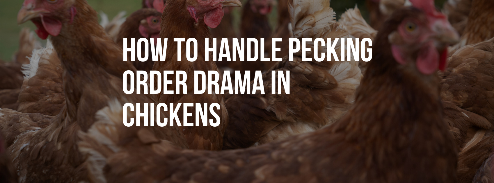 How to Handle Pecking Order Drama in Chickens – Healthy Animals 4Ever