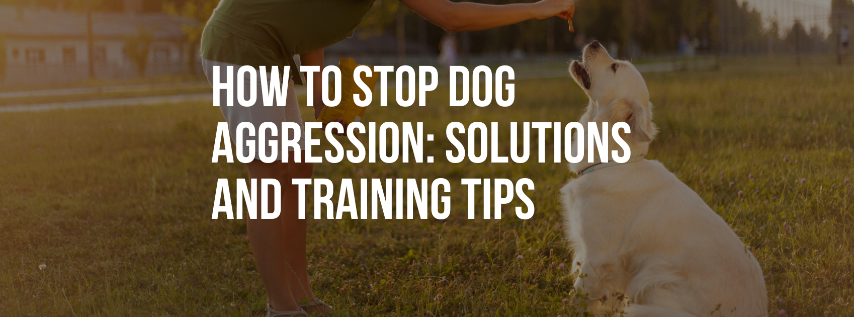 How to Stop Dog Aggression: Solutions and Training Tips – Healthy ...