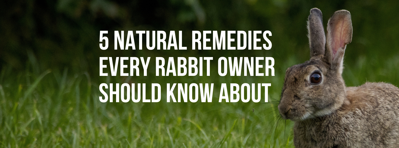 5 Natural Remedies for Rabbits Every Owner Should Know About – Healthy ...