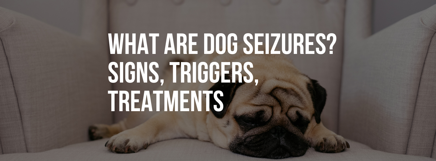 What Are Dog Seizures? Signs, Triggers, Treatments – Healthy Animals 4Ever