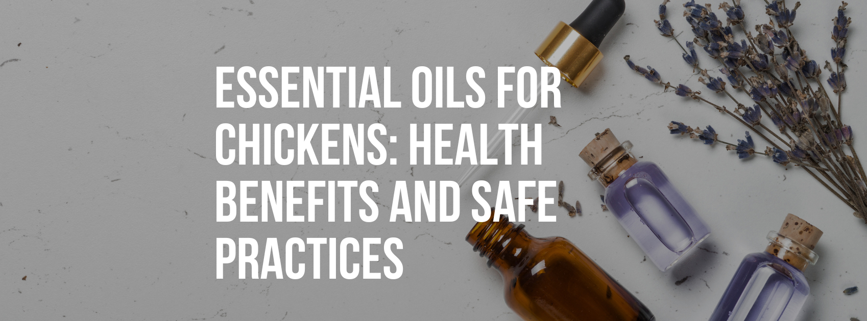 Essential Oils for Chickens: Health Benefits – Healthy Animals 4Ever