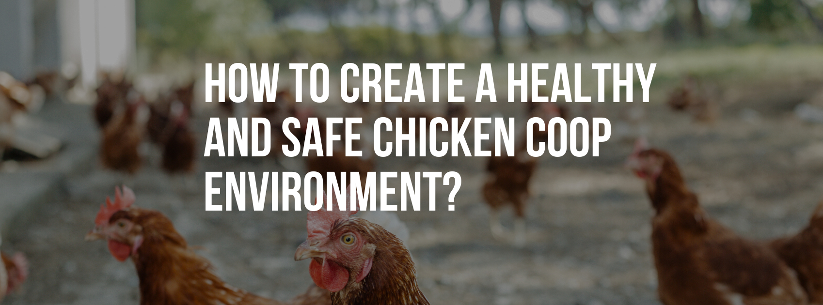 How to Create a Healthy and Safe Chicken Coop Environment? – Healthy ...
