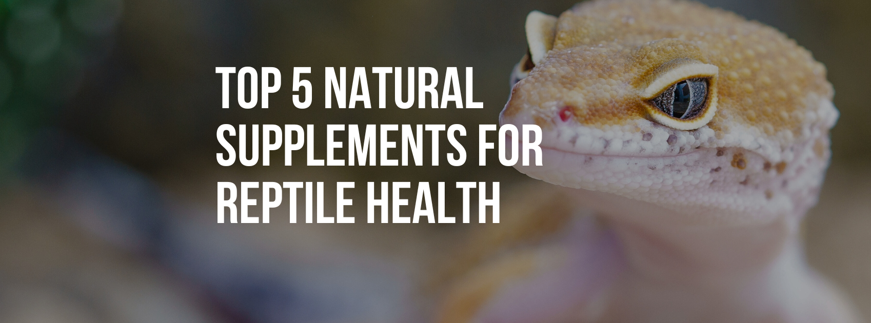Top 5 Natural Supplements for Reptile Health – Healthy Animals 4Ever