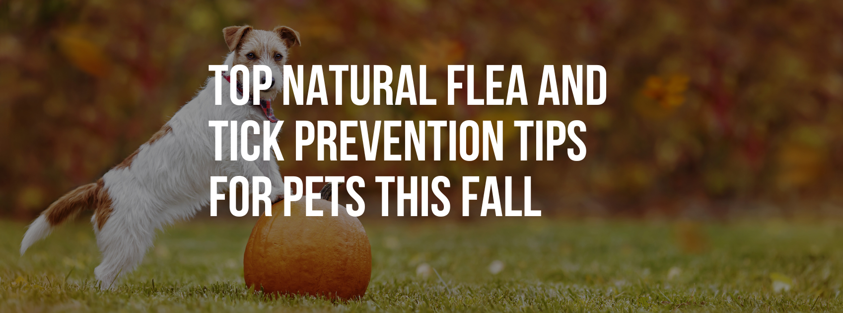 Top Natural Flea and Tick Prevention Tips for Pets This Fall – Healthy ...