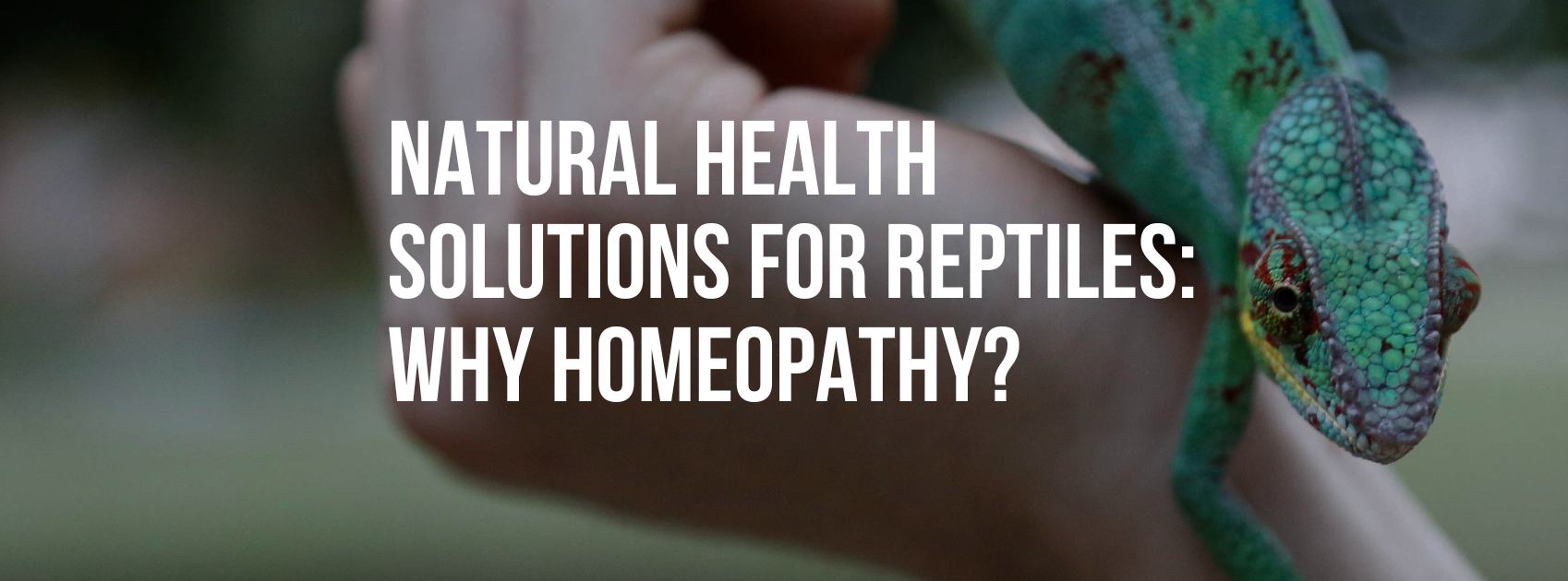 Natural Health Solutions for Reptiles: Why Homeopathy – Healthy Animals ...