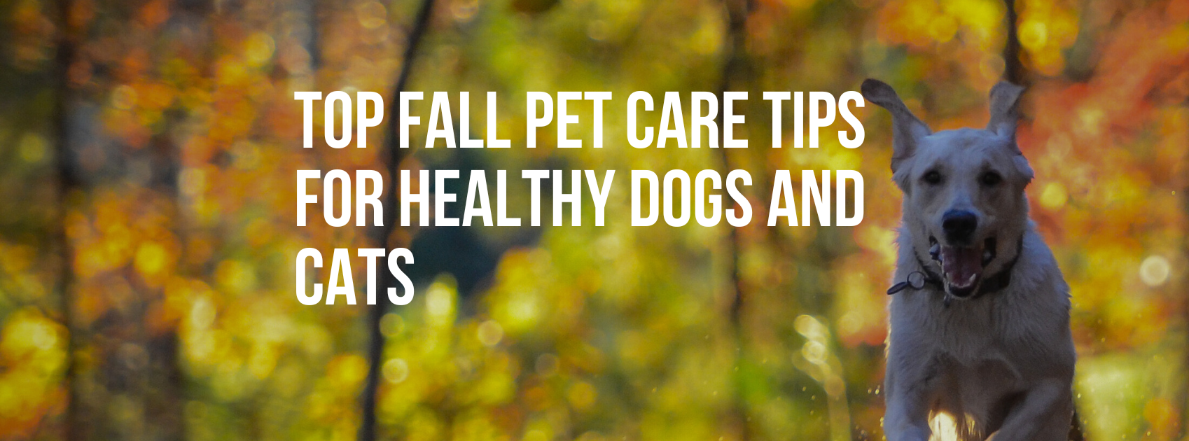 Top Fall Pet Care Tips for Healthy Dogs and Cats – Healthy Animals 4Ever