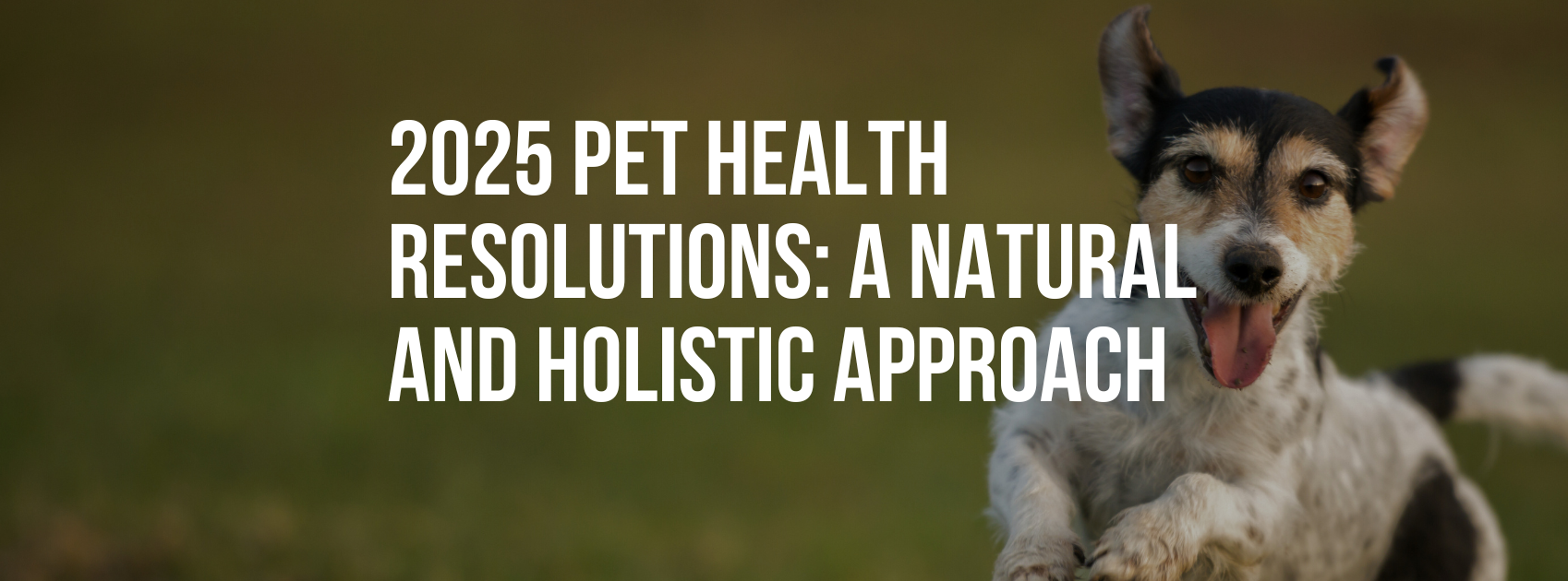 2025 Pet Health Resolutions: A Natural and Holistic Approach – Healthy ...