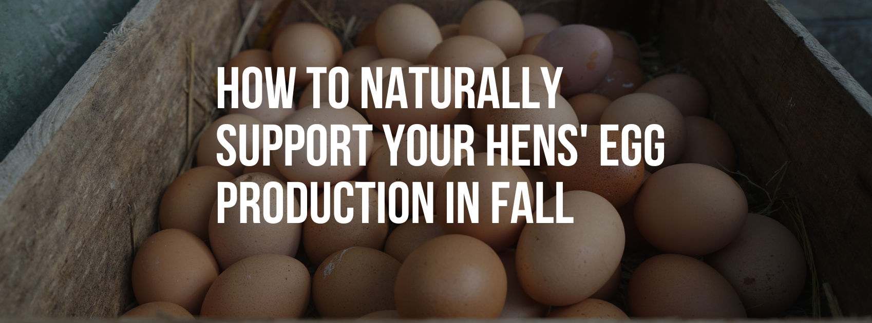 How to Naturally Support Your Hens' Egg Production in Fall – Healthy ...
