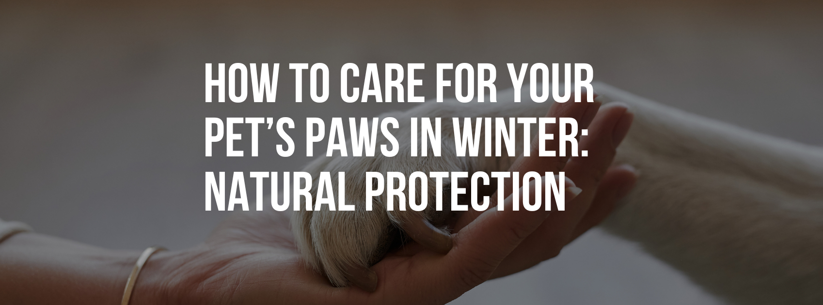 How to Care for Your Pet’s Paws in Winter: Natural Tips – Healthy ...