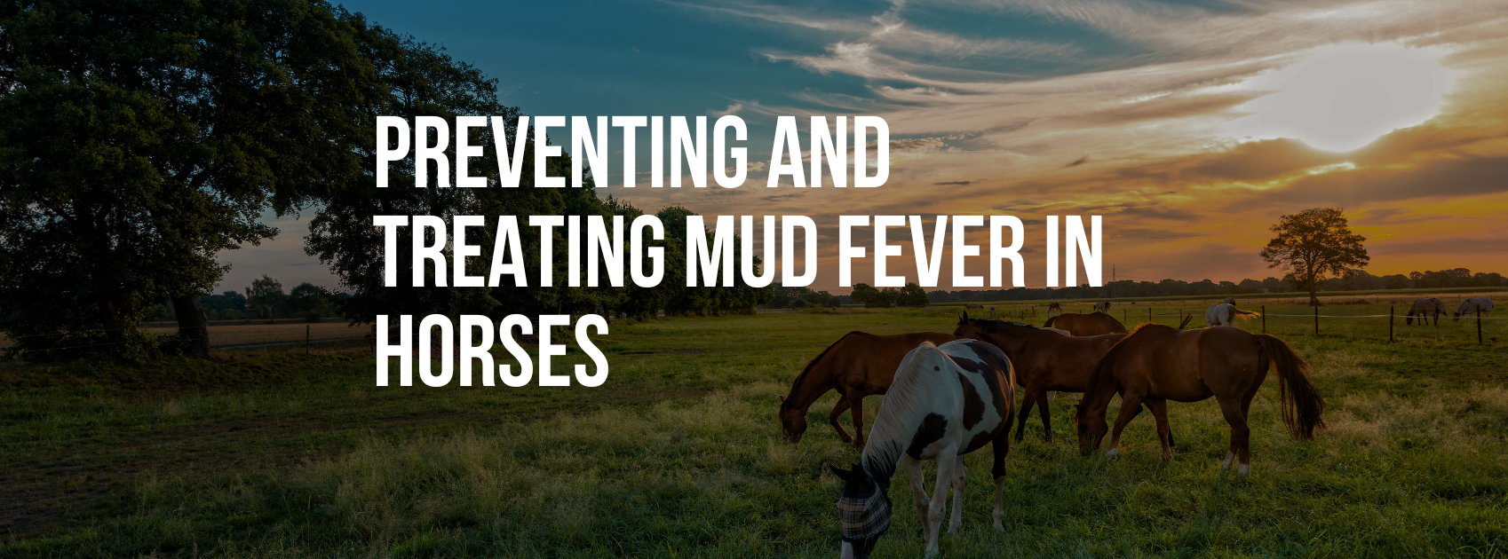 Preventing & Treating Mud Fever in Horses: Natural Remedies – Healthy ...