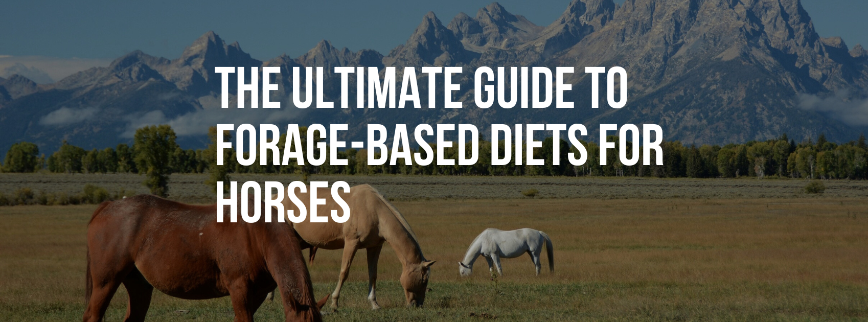 The Ultimate Guide to Forage-Based Diets for Horses – Healthy Animals 4Ever
