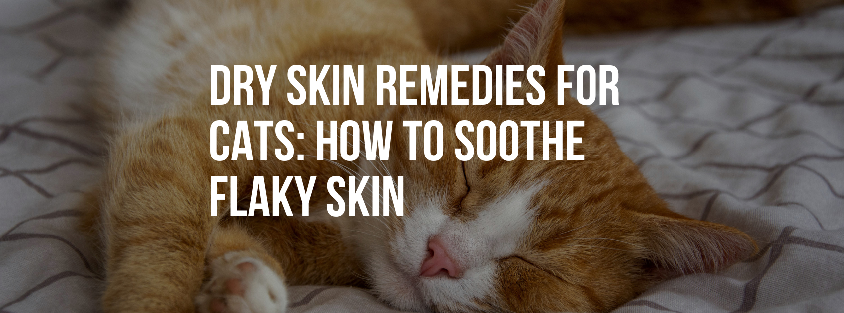 Dry Skin Remedies for Cats: How to Soothe Flaky Skin During Winter ...