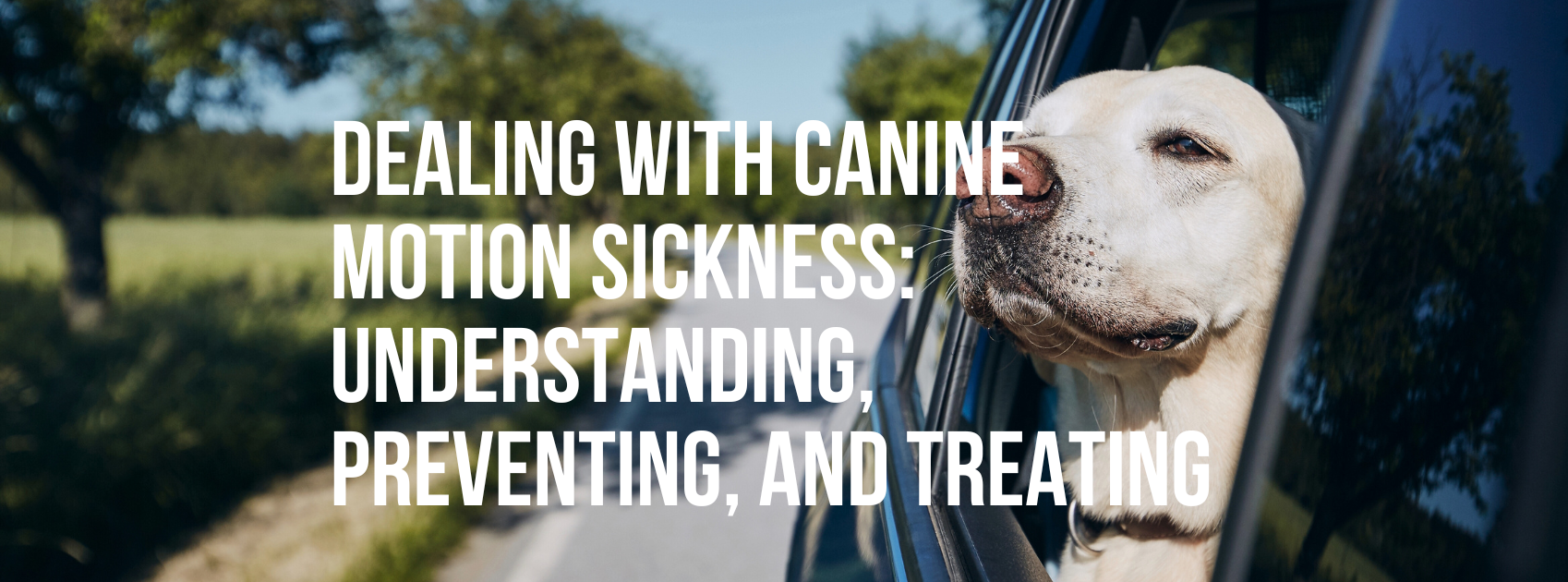 Motion Sickness In Dogs – Healthy Animals 4Ever