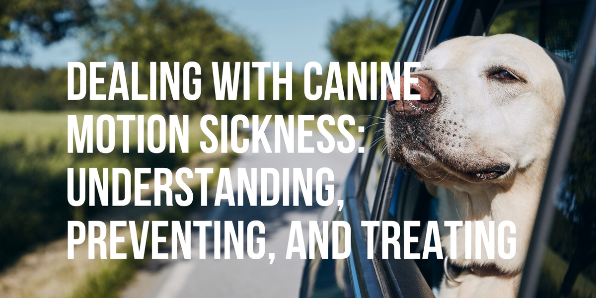 Motion Sickness In Dogs — Healthy Animals 4Ever