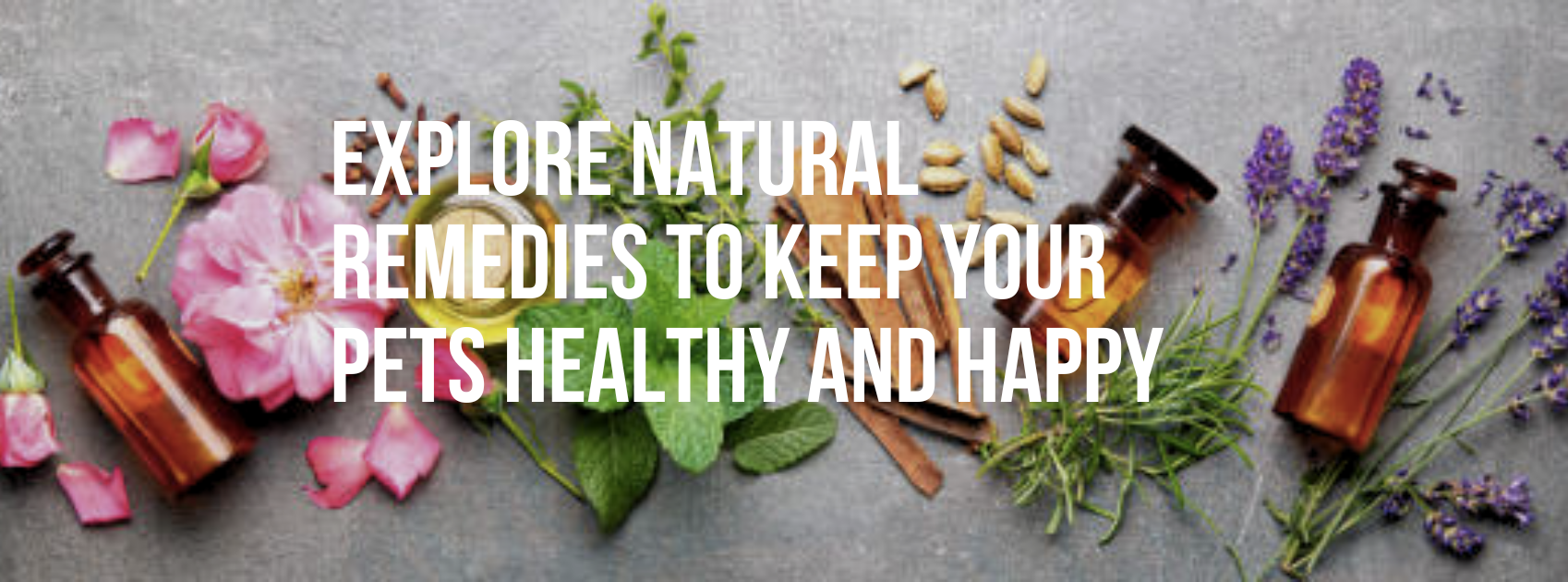 Explore Natural Remedies to Keep Your Pets Healthy and Happy – Healthy ...
