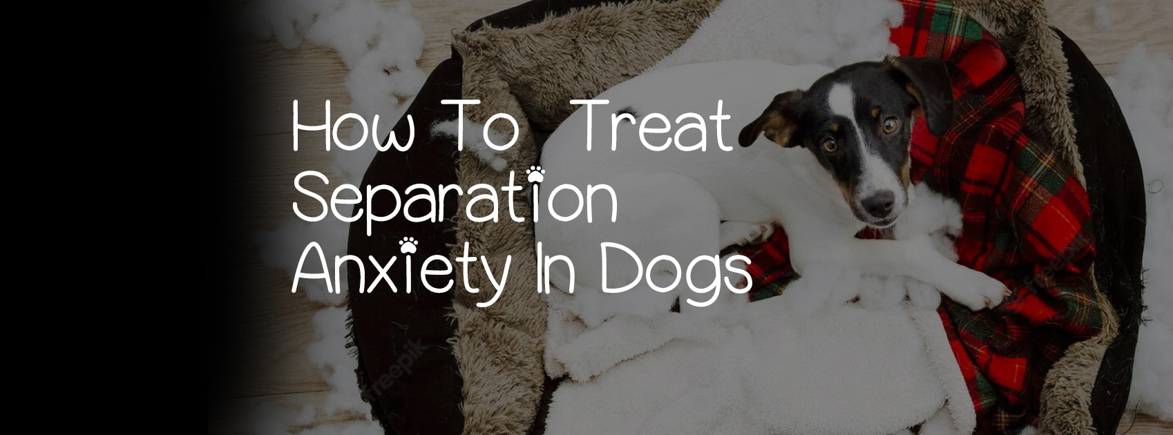 HOW TO TREAT SEPARATION ANXIETY IN DOGS? – Healthy Animals 4Ever