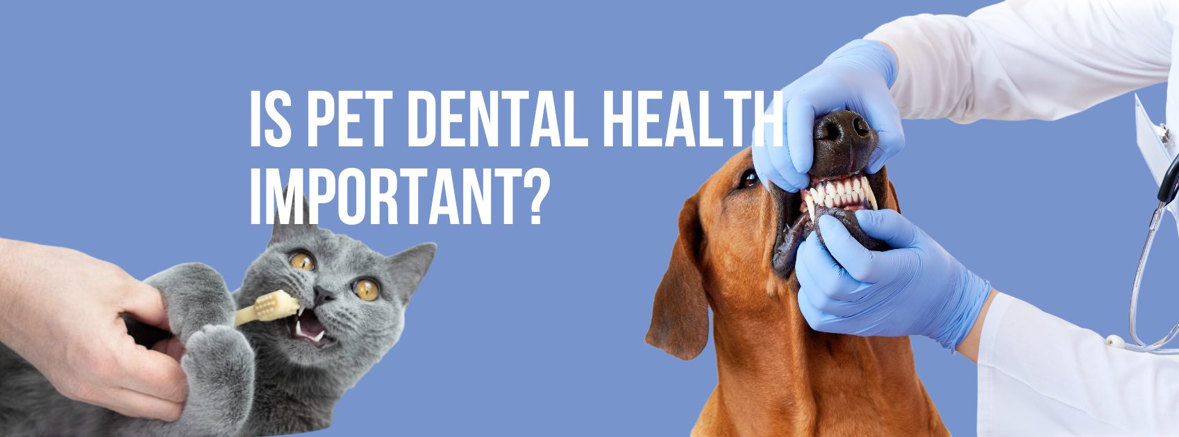 IS PET DENTAL HEALTH IMPORTANT? — Healthy Animals 4Ever