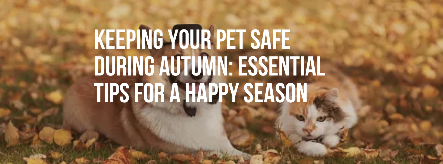 Keeping Your Pet Safe During Autumn: Essential Tips for a Happy Season ...