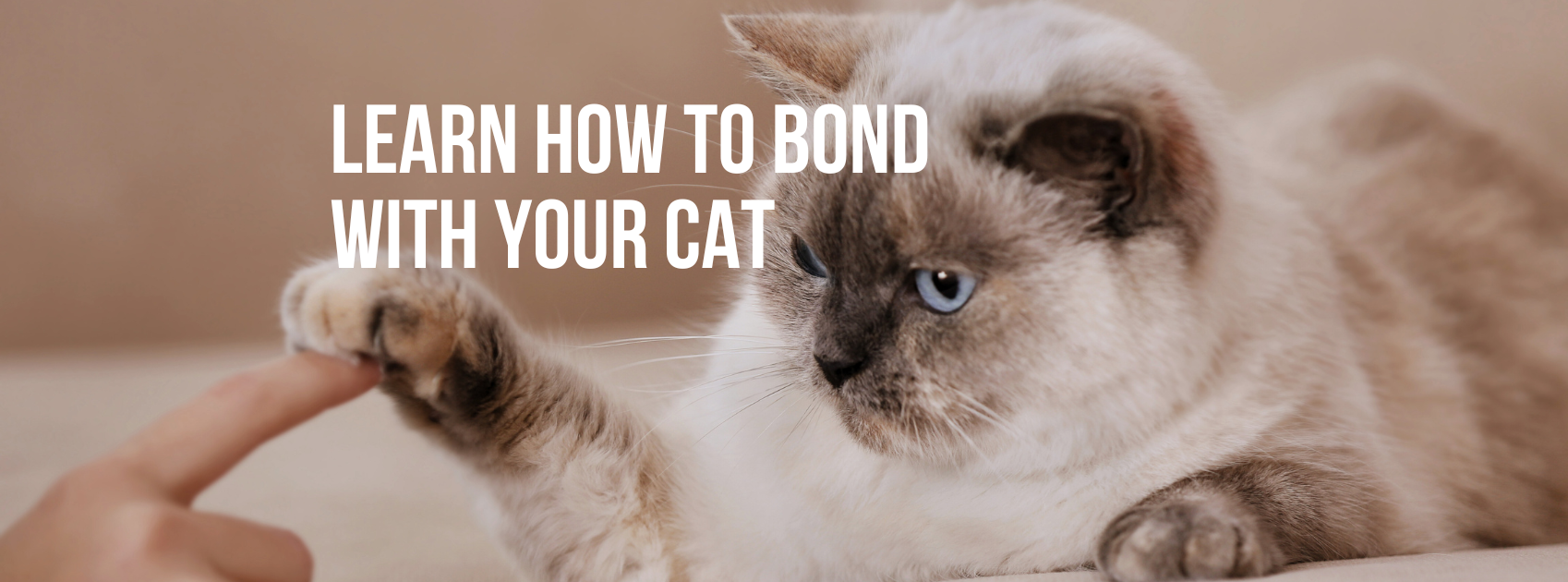 Learn How to Bond with Your Cat — Healthy Animals 4Ever