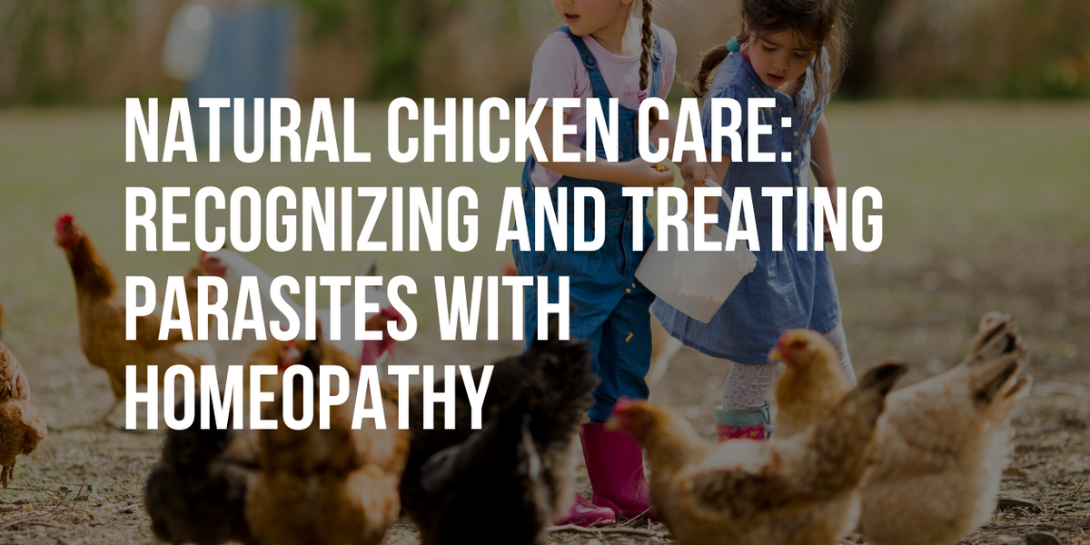 Natural Chicken Care: Recognizing and Treating Parasites with ...
