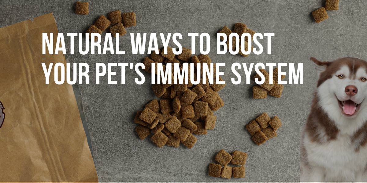 Natural Ways to Boost Your Pet's Immune System — Healthy Animals 4Ever