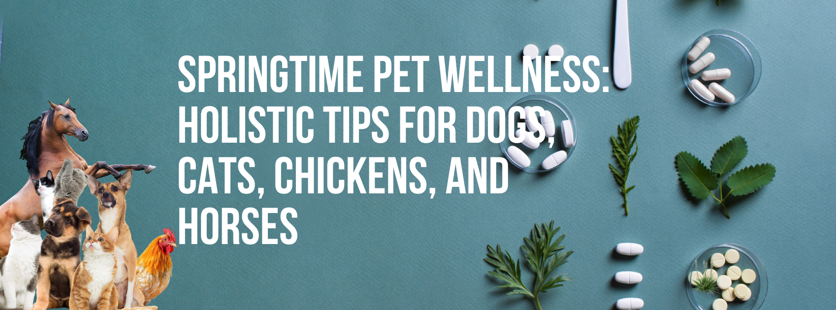 Springtime Pet Wellness: Holistic Tips for Dogs, Cats, Chickens, and ...