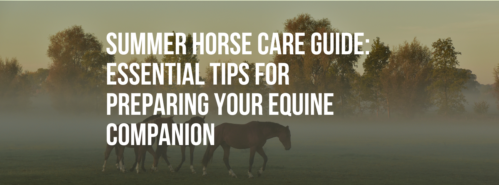 Summer Horse Care Guide: Essential Tips for Preparing Your Equine ...