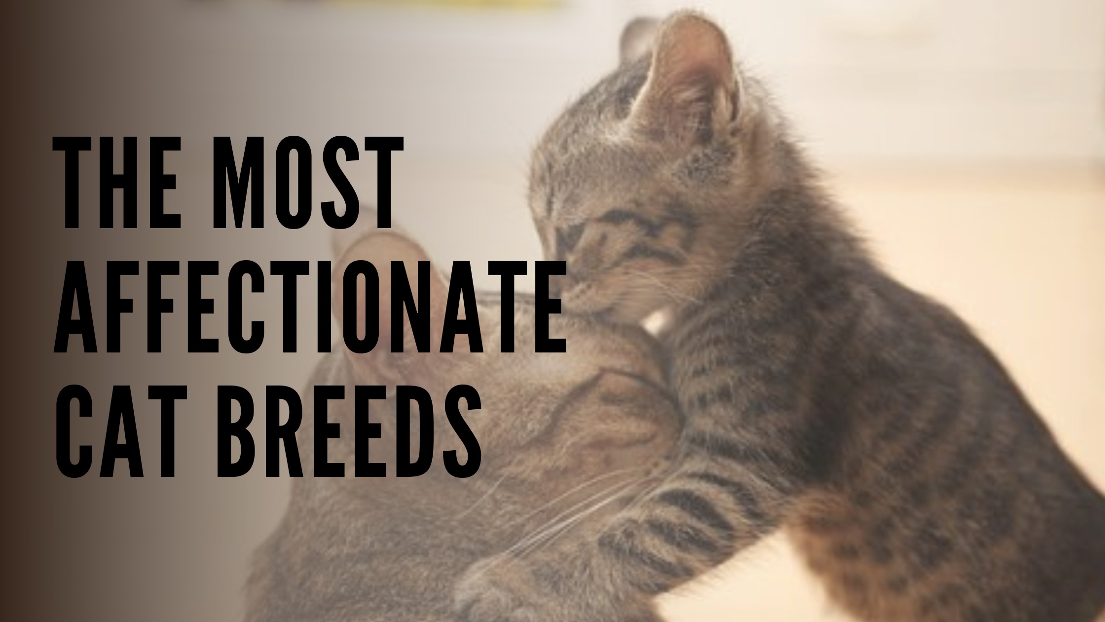 The Most Affectionate Cat Breeds – Healthy Animals 4Ever