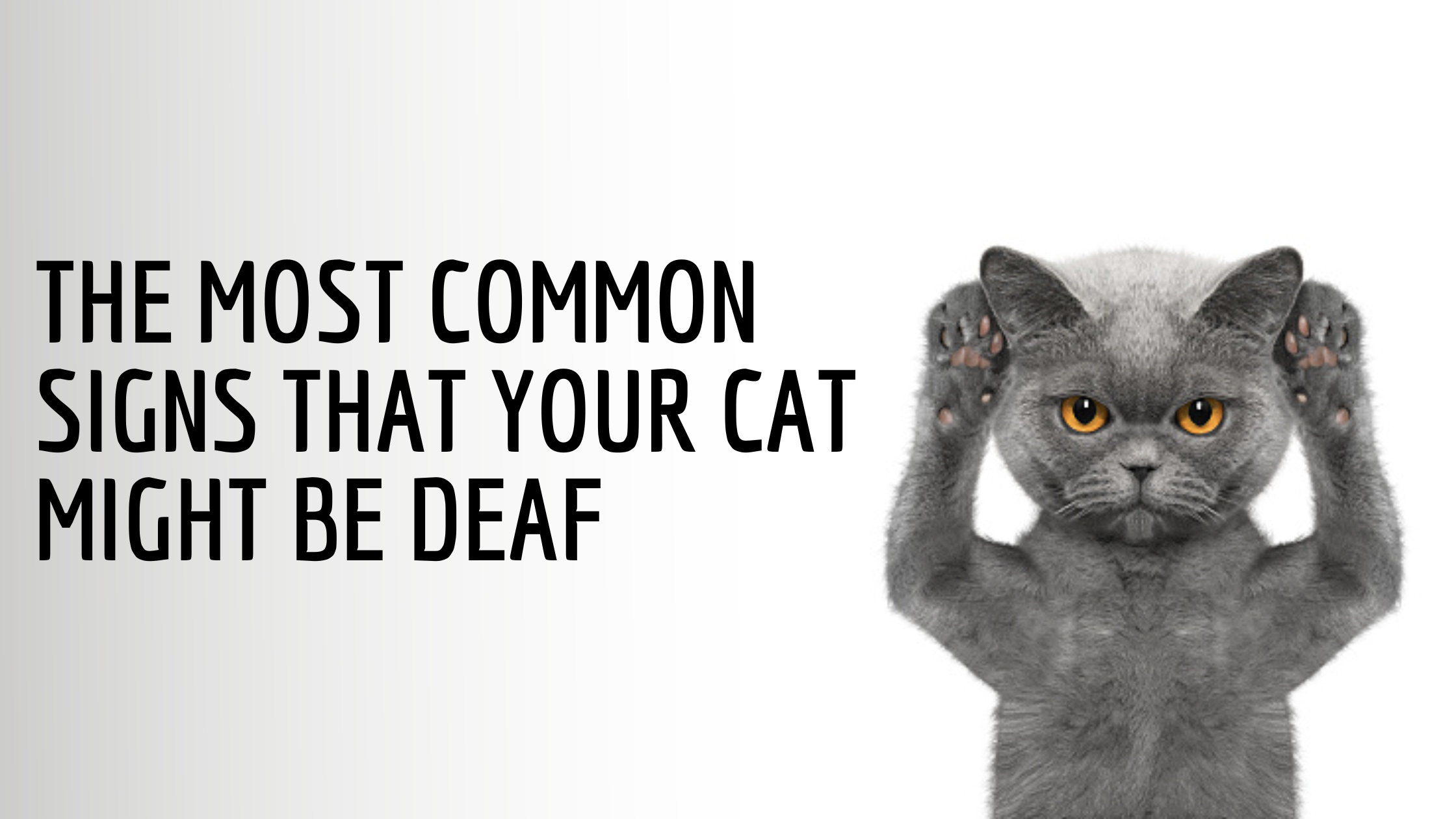 The Most Common Signs That Your Cat Might Be Deaf – Healthy Animals 4Ever