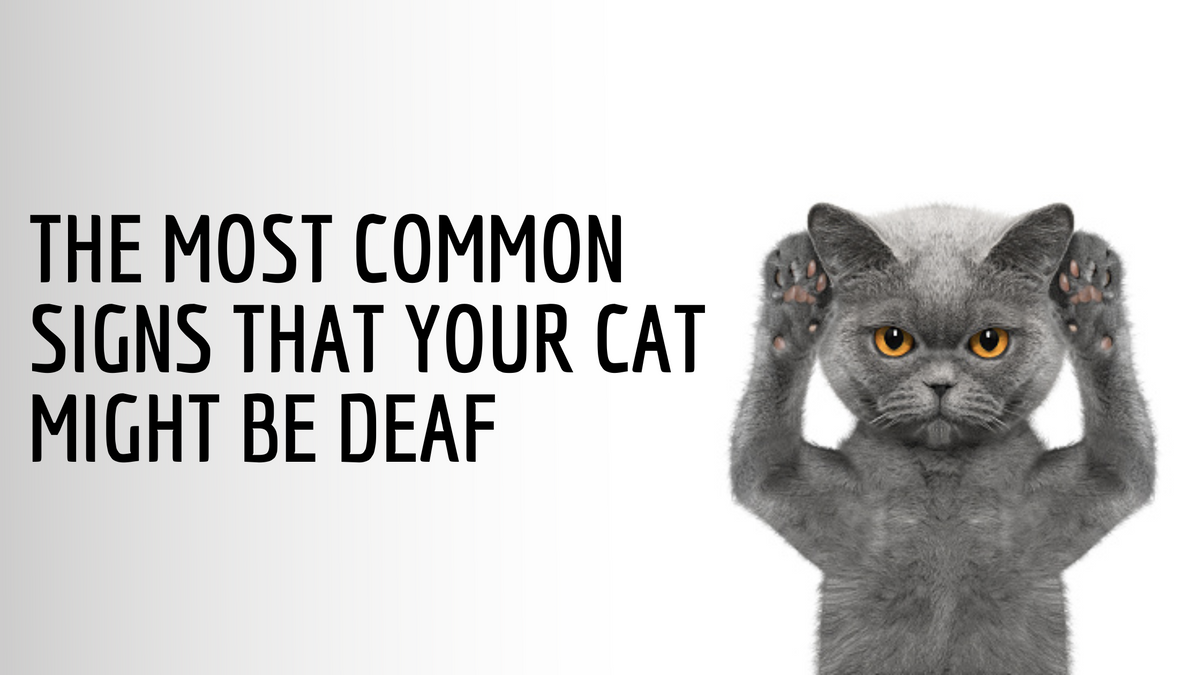 The Most Common Signs That Your Cat Might Be Deaf — Healthy Animals 4Ever
