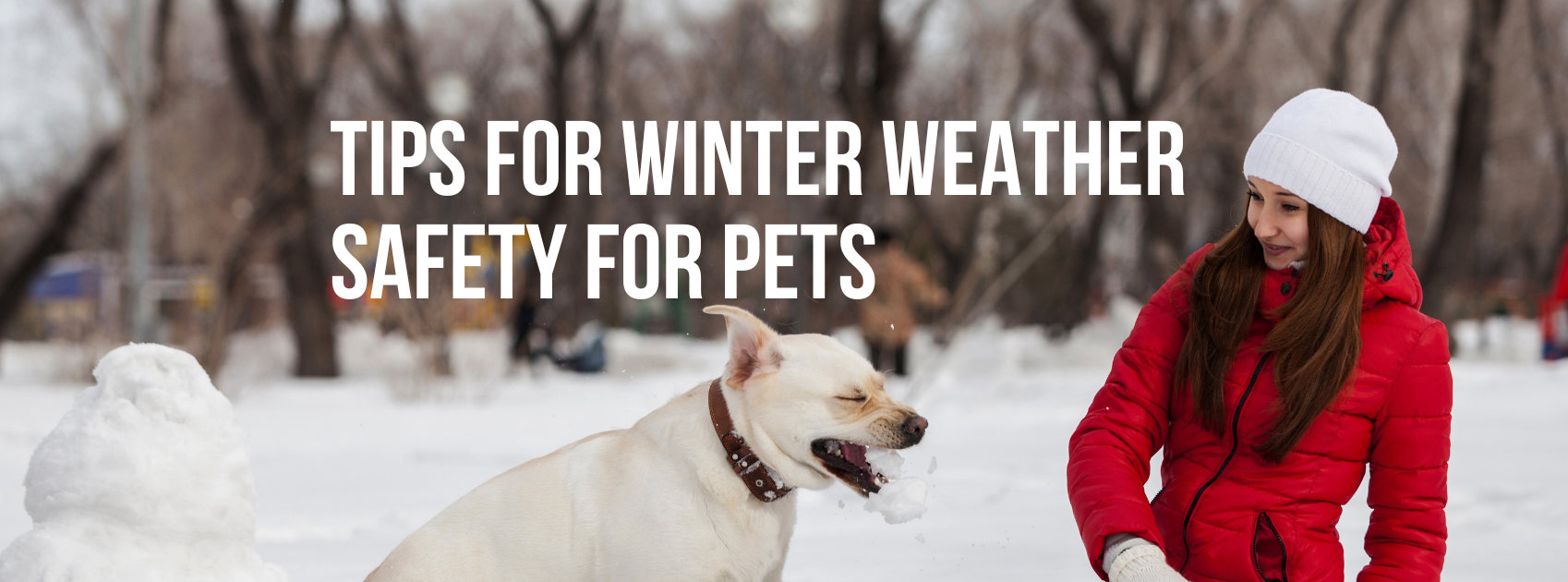 Tips for Winter Weather Safety for Pets – Healthy Animals 4Ever