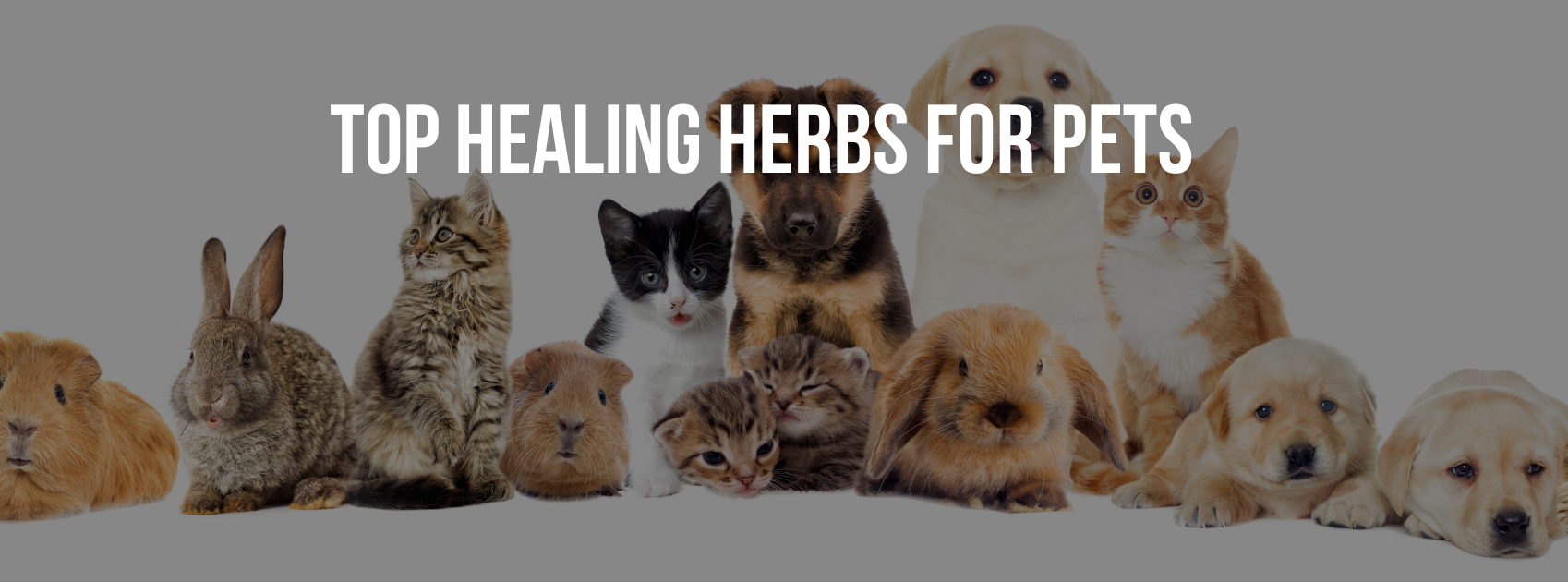 Discover Nature's Healing Power: Top Healing Herbs for Pets – Healthy ...