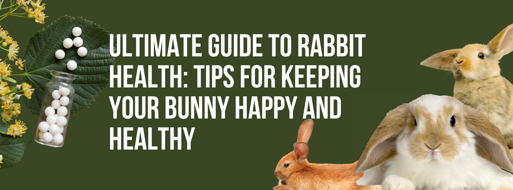 Ultimate Guide to Rabbit Health: Tips for Keeping Your Bunny Happy and ...