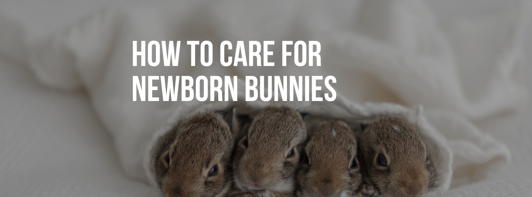 How to Care for Newborn Bunnies: A Complete Guide – Healthy Animals 4Ever