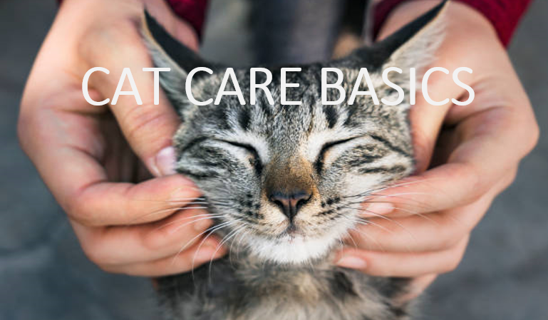 CAT CARE BASICS – Healthy Animals 4Ever