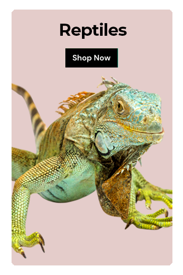 For Your Reptiles – Healthy Animals 4Ever