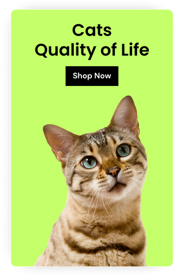 Cat's Quality of Life – Healthy Animals 4Ever