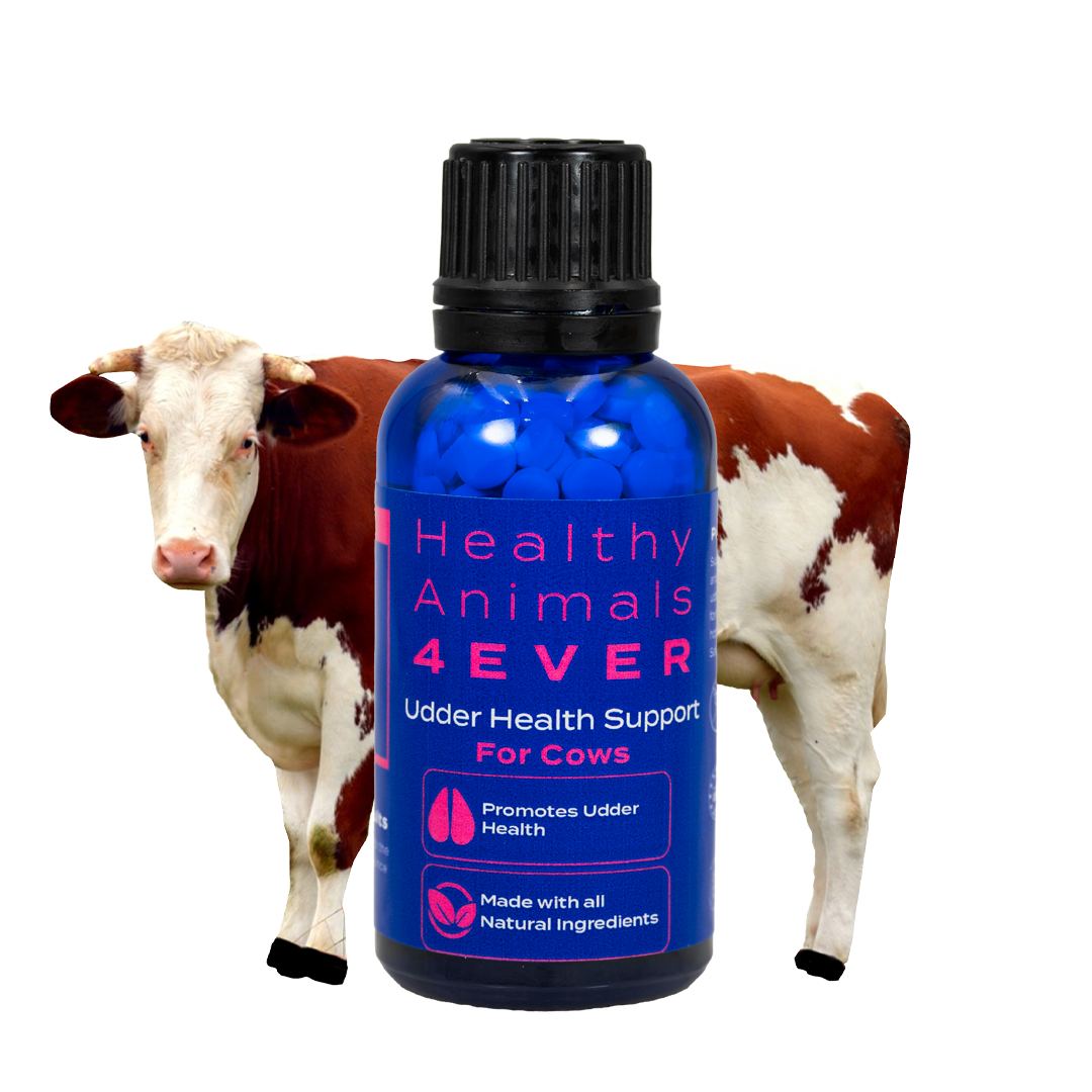 Mastitis Recovery Supplement - Udder Health Support for Cows – Healthy ...